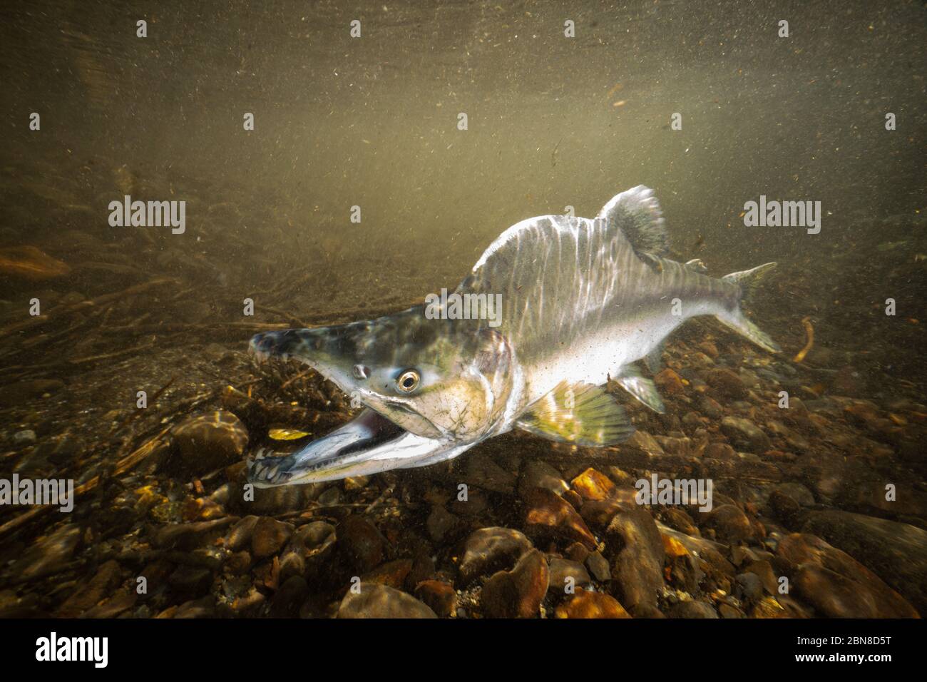 Male salmon humpy displaying spawning colors in the Squamish River ...