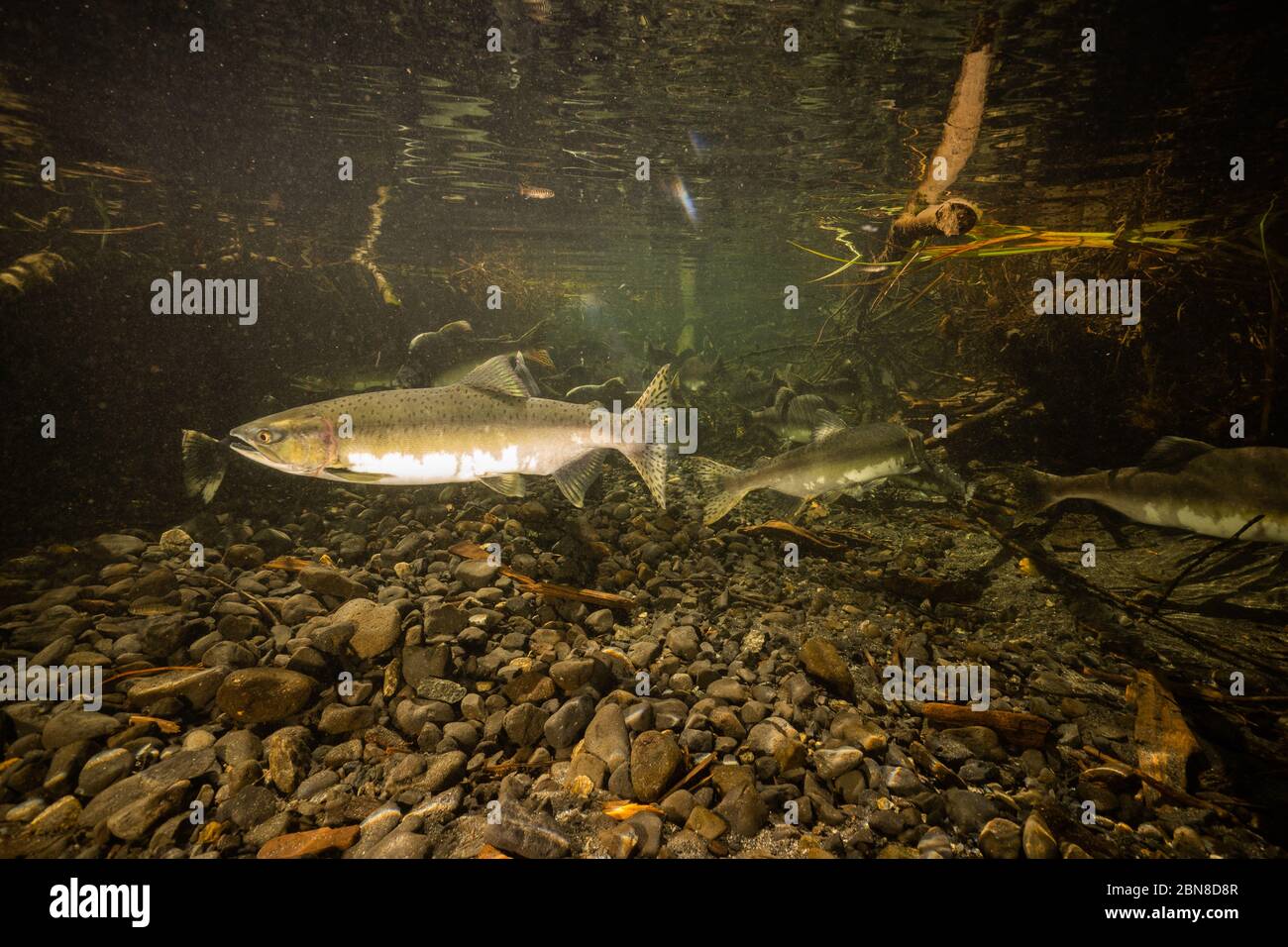 Lifecycle of salmon hi-res stock photography and images - Alamy