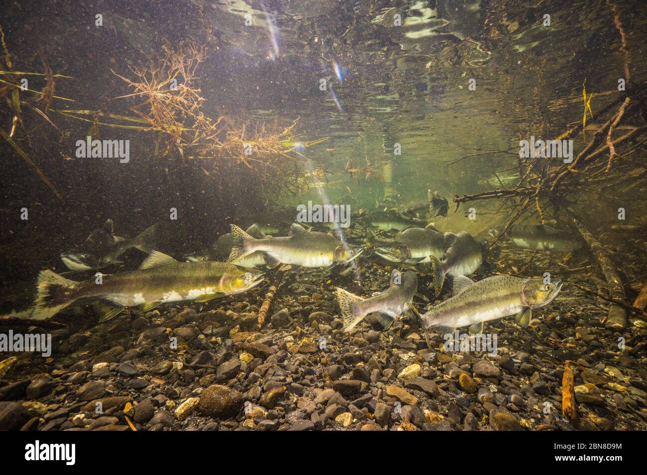 Fishing in spawning hi-res stock photography and images - Alamy