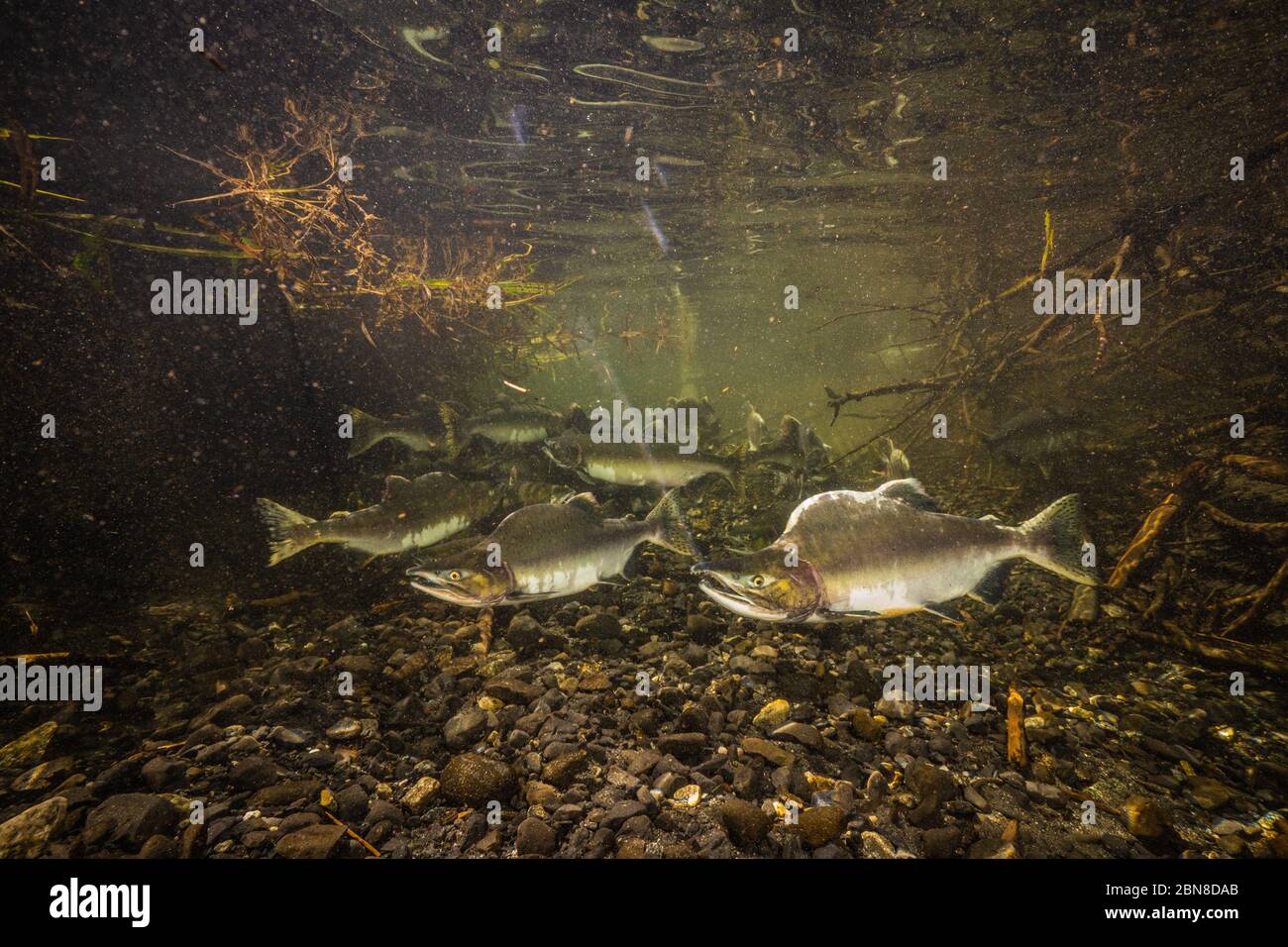 School of pink Salmon displaying spawning coloration in a man spawning ...