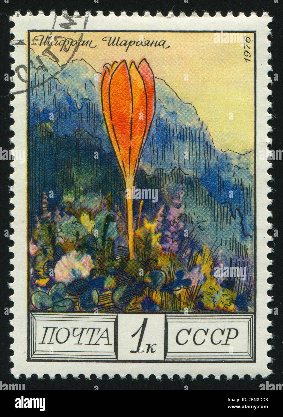 RUSSIA -CIRCA 1976: Flowers of the Caucasus: Saffron, circa 1976 Stock ...