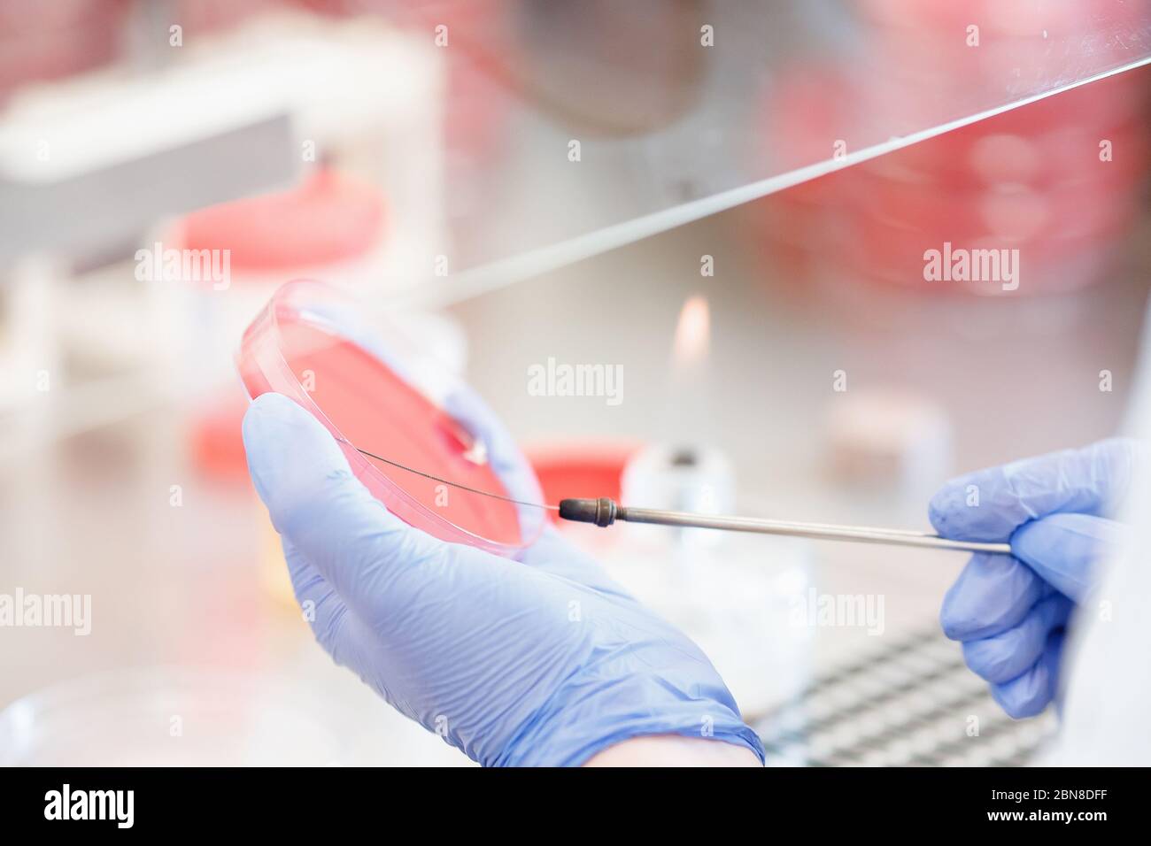 Microbiology laboratory agar plate full of micro bacterias and ...