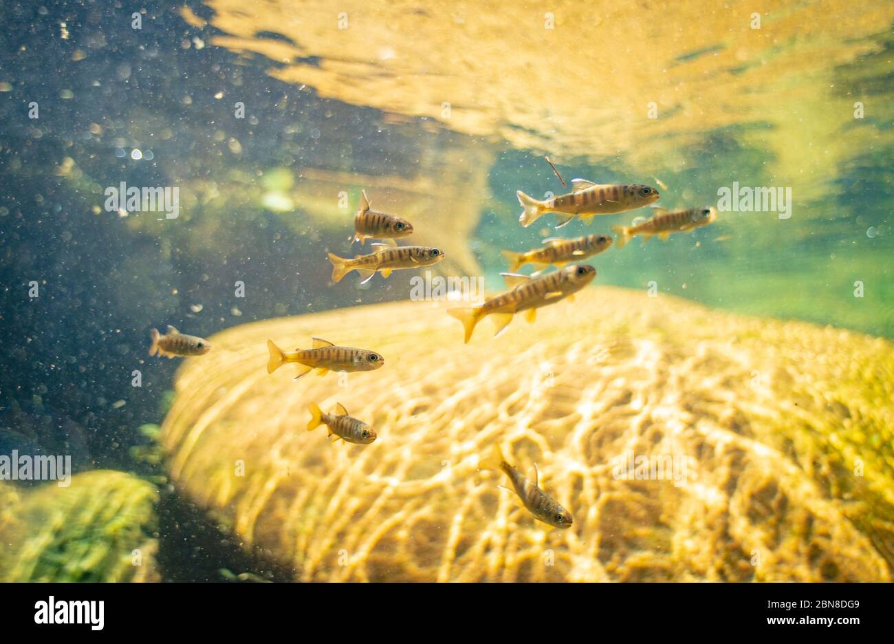 Coho salmon fry hi-res stock photography and images - Alamy