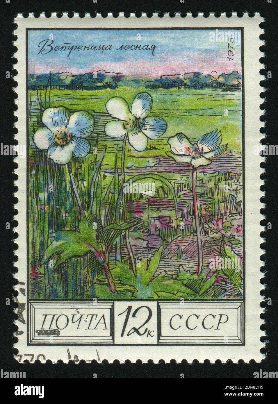 RUSSIA -CIRCA 1975: Regional Flowers: Wood anemones, circa 1975 Stock ...