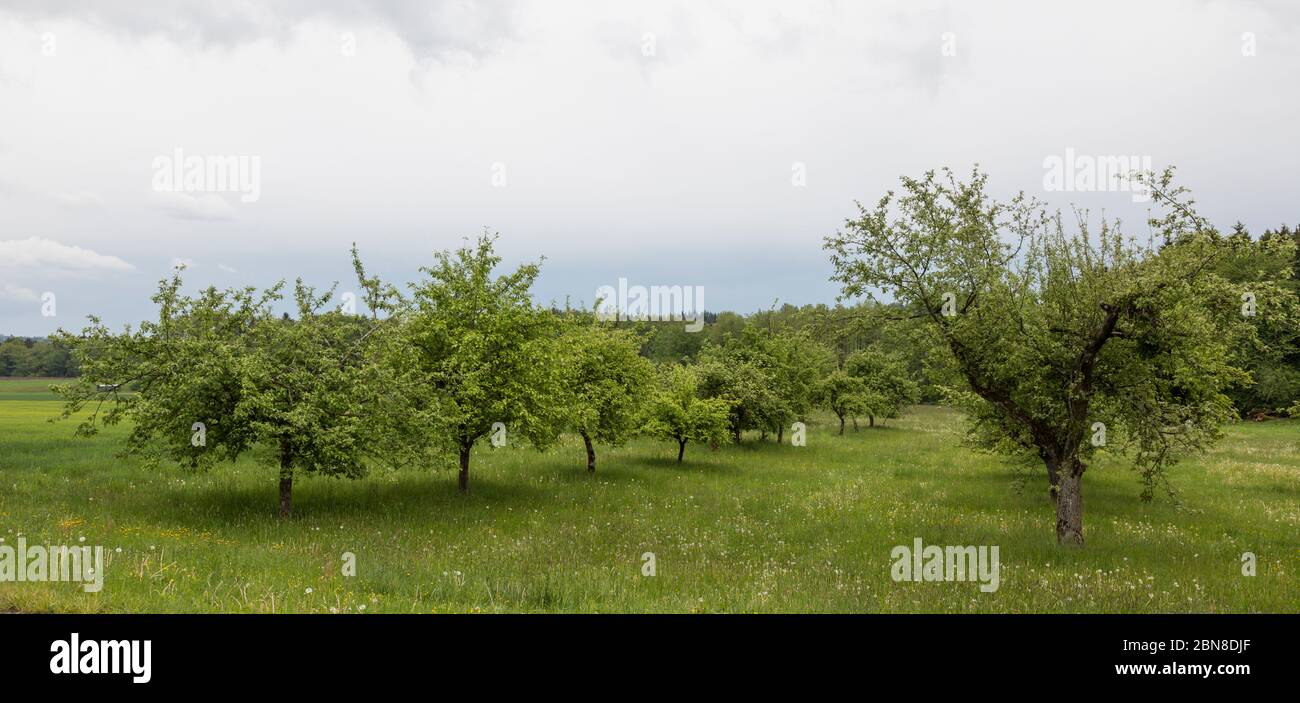Ochard High Resolution Stock Photography and Images - Alamy