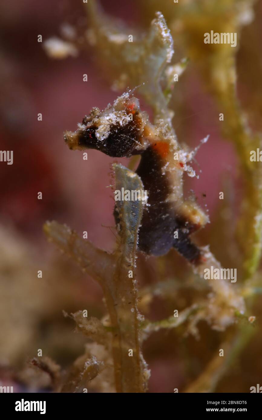 Pontoh's pygmy seahorse (Hippocampus pontohi). Underwater macro ...