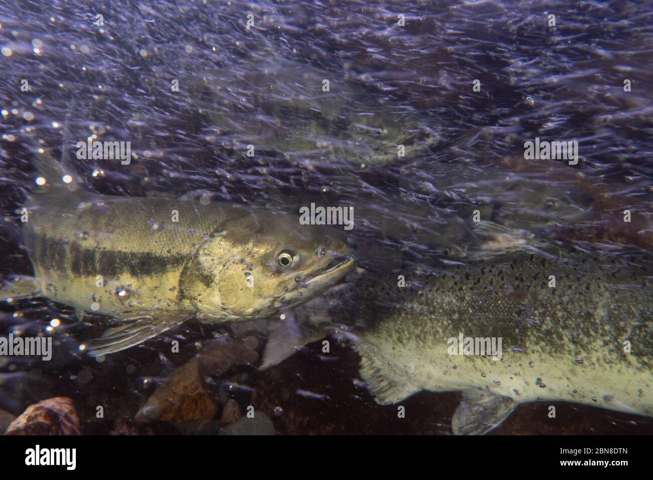 O chum hi-res stock photography and images - Alamy