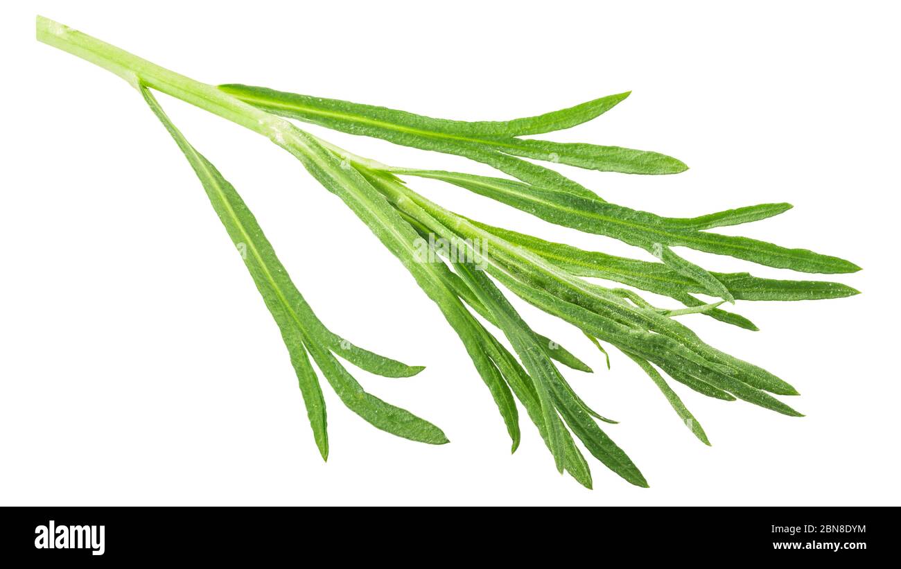 Tarragon spice artemisia dracunculus Cut Out Stock Images & Pictures ...