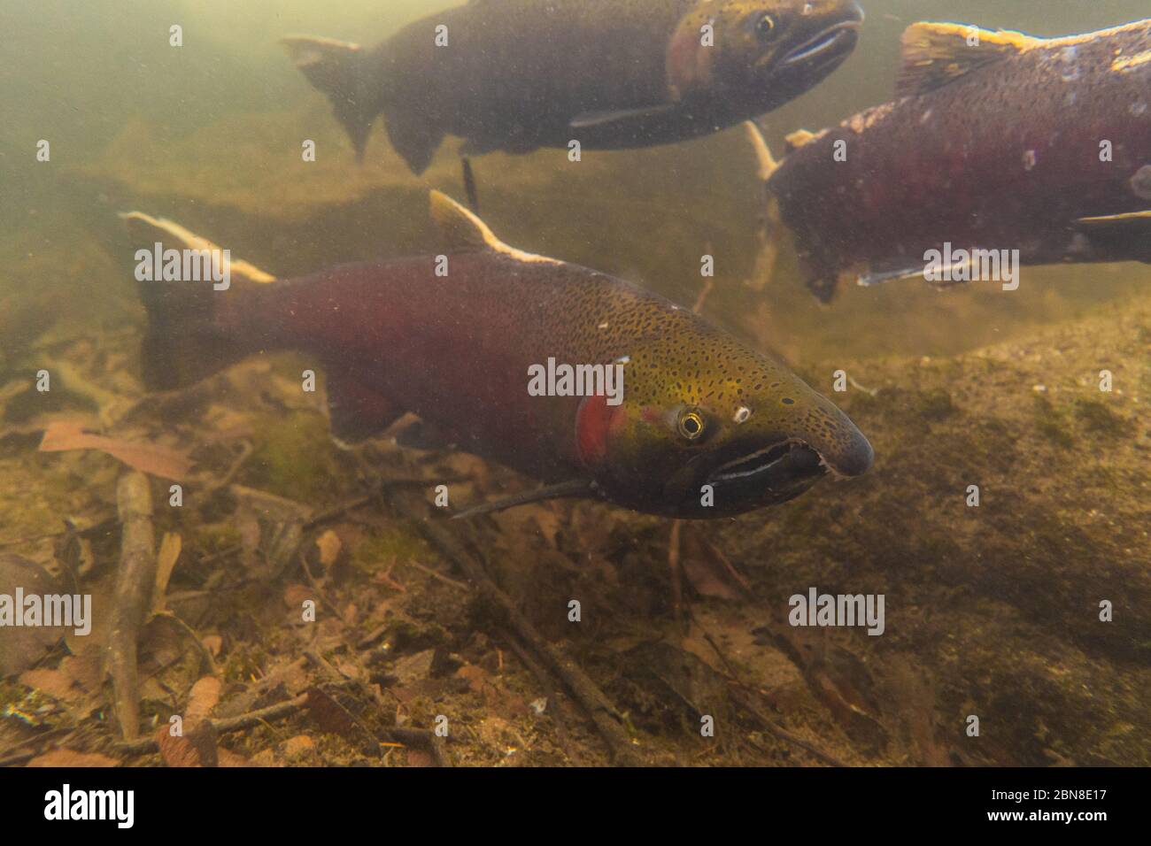 School of Coho Salmon displays spawning colors in the water of the ...