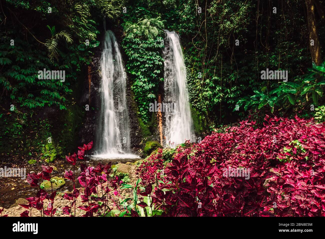 Jungle waterfall cascade in tropical rainforest with pink plants Stock ...