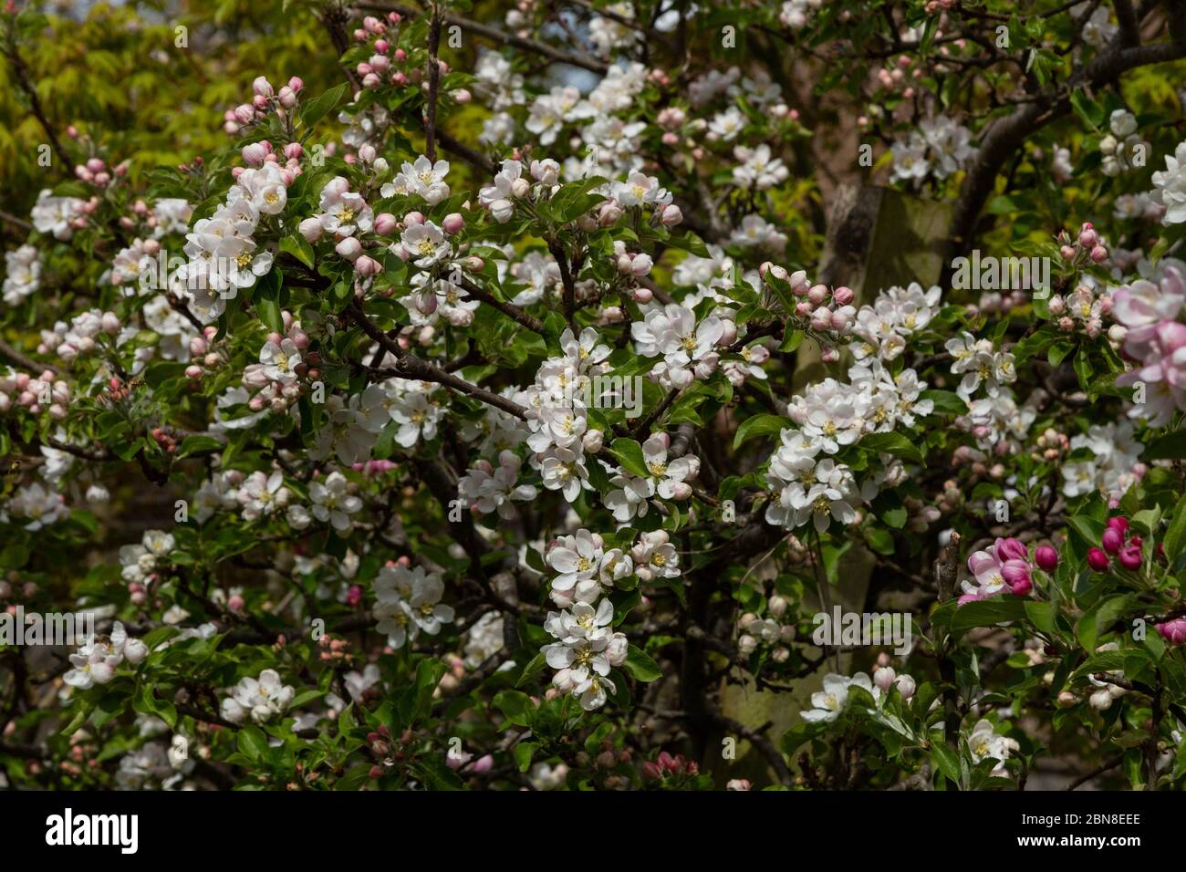 Cordon apple trees hi-res stock photography and images - Alamy