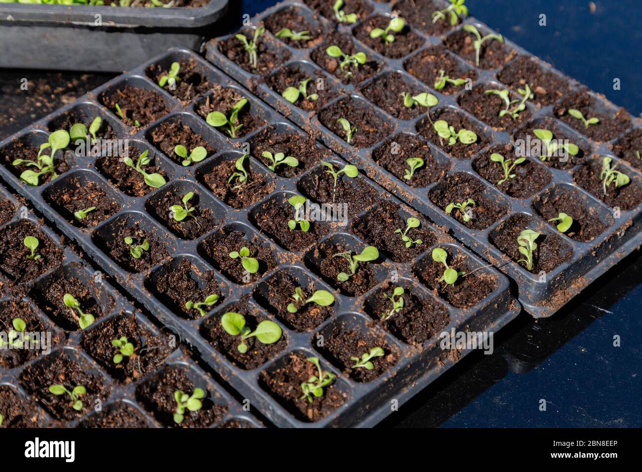 Petunia Seedlings In Cell Trays Stock Photo Alamy