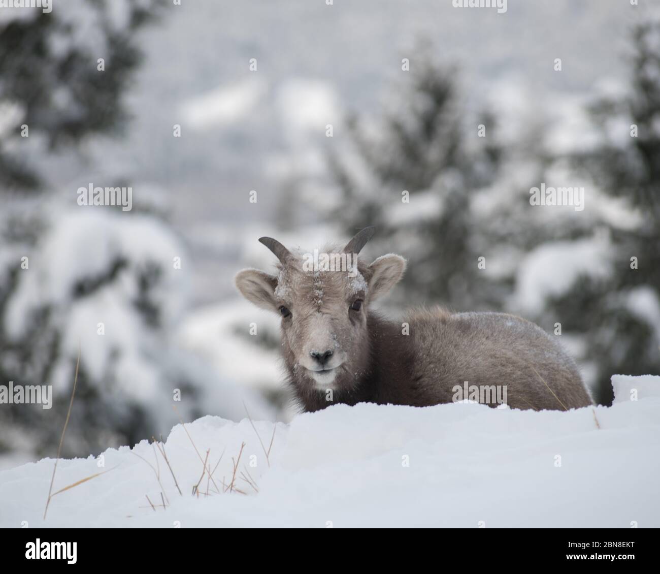 Indigenous canada banff hi-res stock photography and images - Alamy