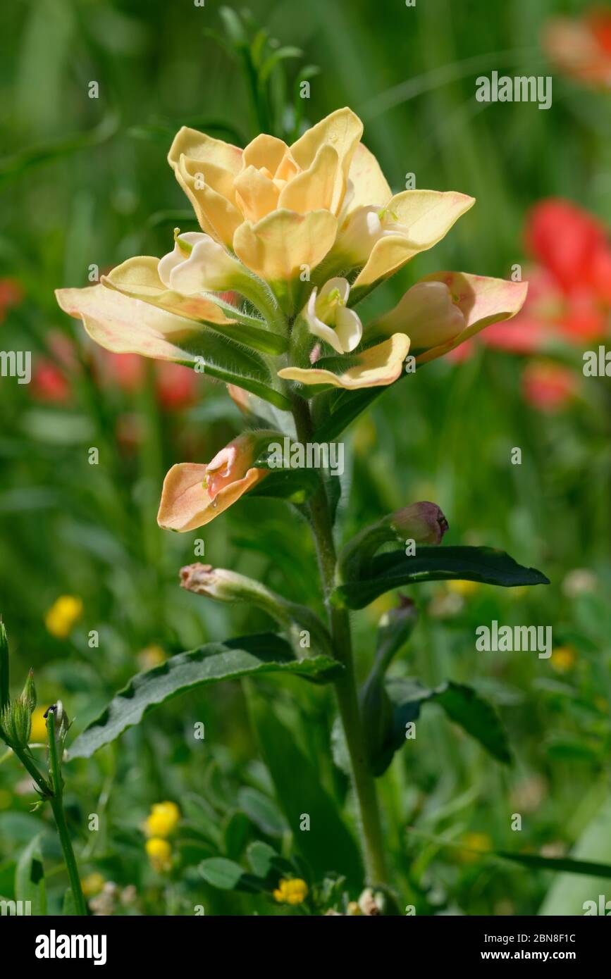 Yellow Indian Paintbrush Stock Photo - Alamy