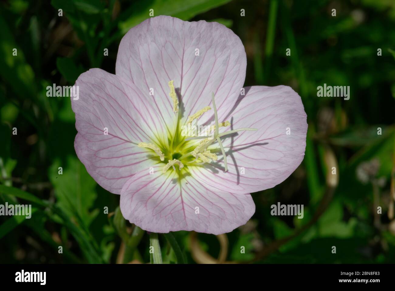 Evening primrose hi-res stock photography and images - Alamy