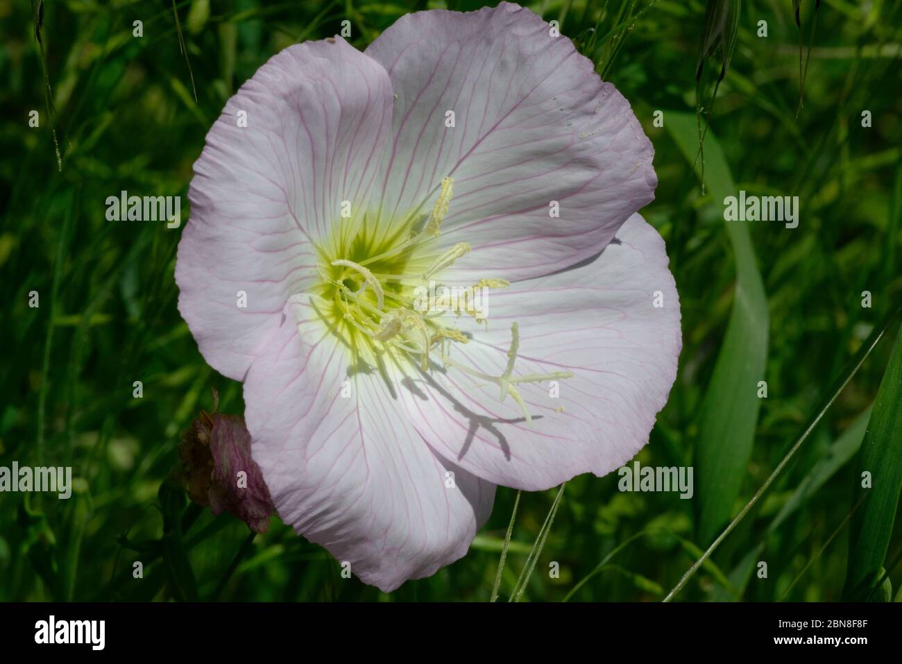 Pink evening primrose hi-res stock photography and images - Alamy
