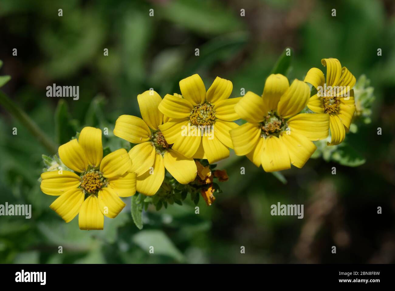 Engelmann daisy hi-res stock photography and images - Alamy