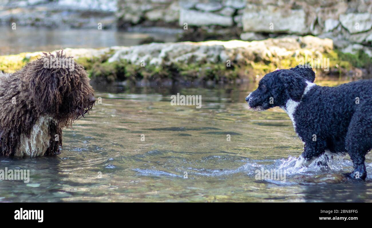 Two dogs having a stand off in water, looking at each other ...