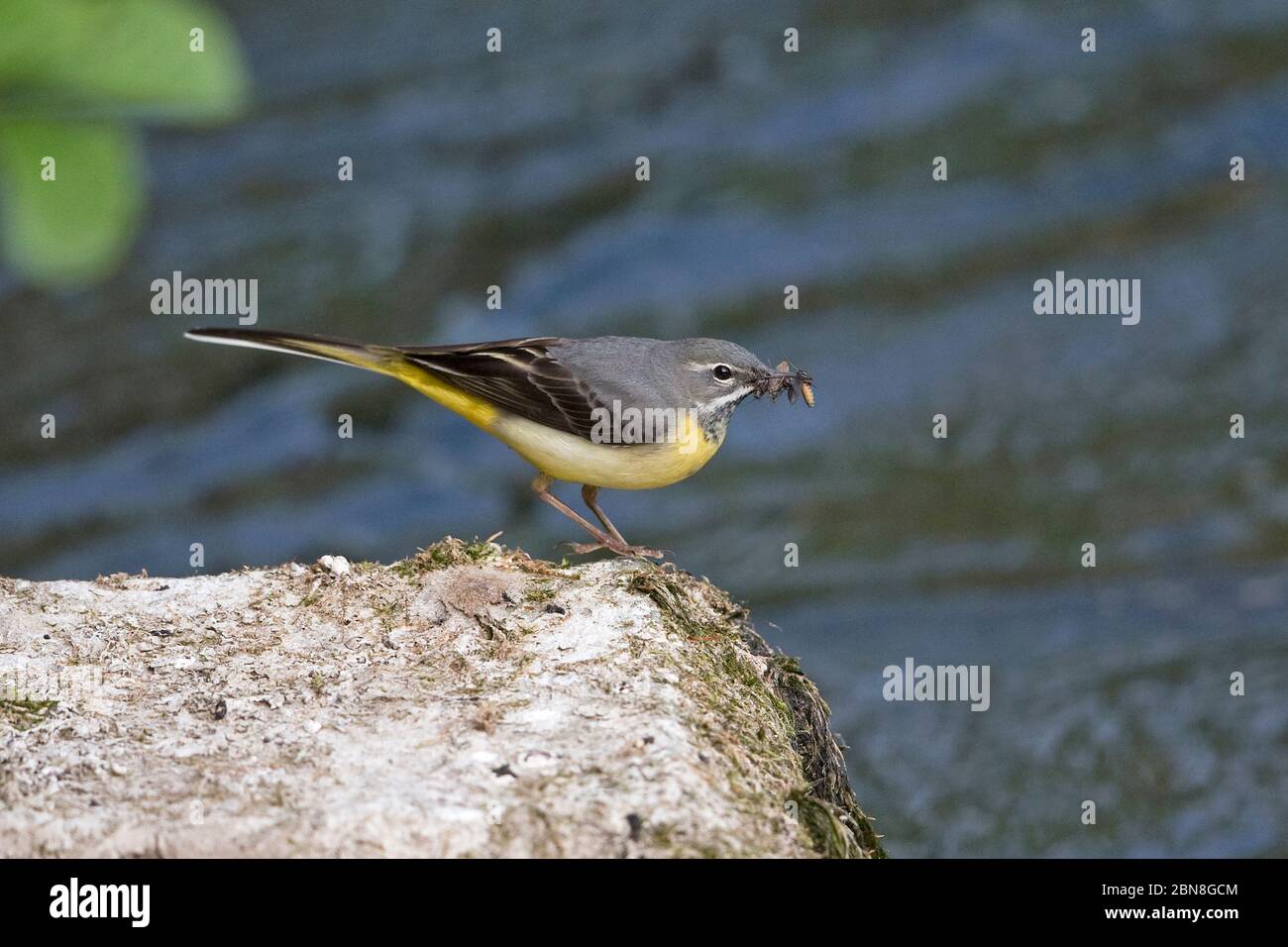 Wagtails city hi-res stock photography and images - Alamy