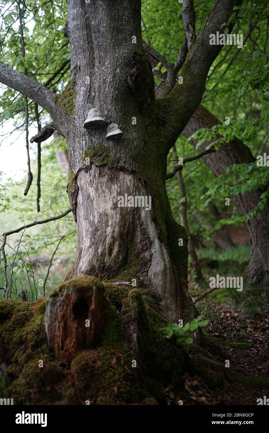 Old ancient moss grown alder tree with Polypore and feeding damage at ...