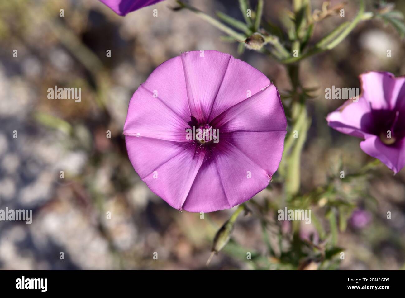 Messina creeper hi-res stock photography and images - Alamy