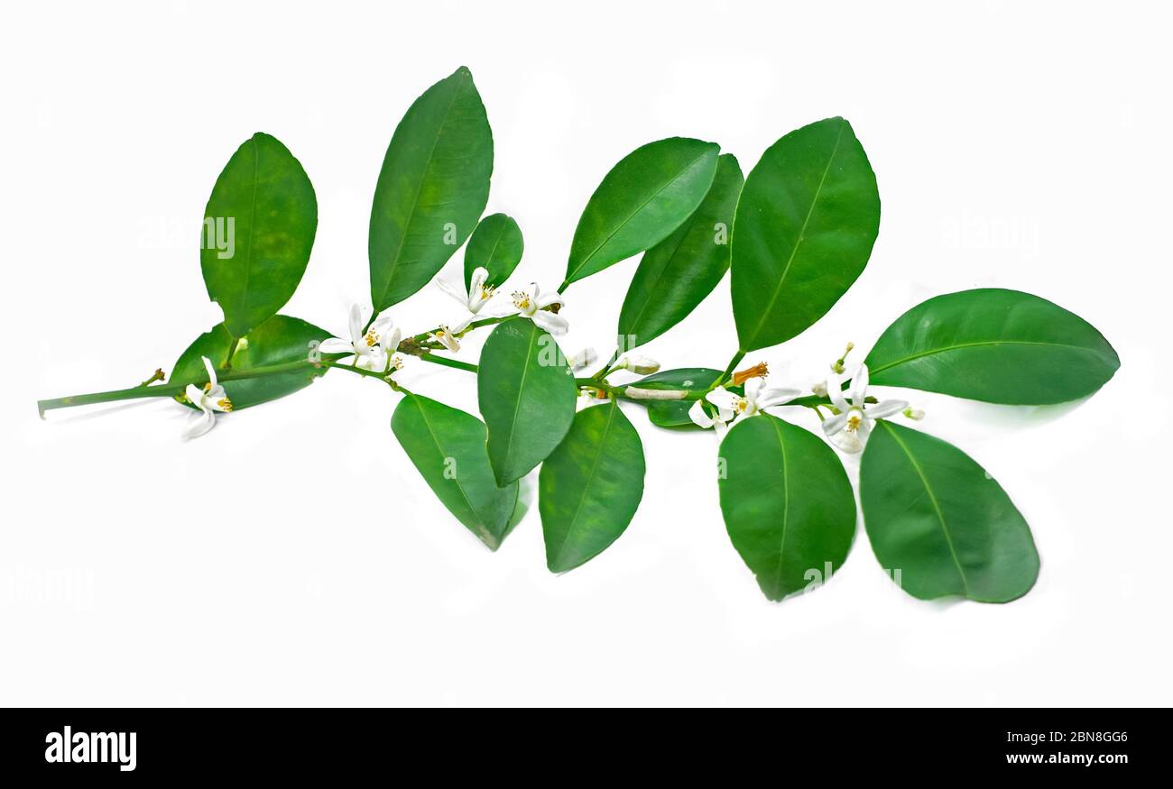 Lime leaf with flower isolated on white background Stock Photo - Alamy