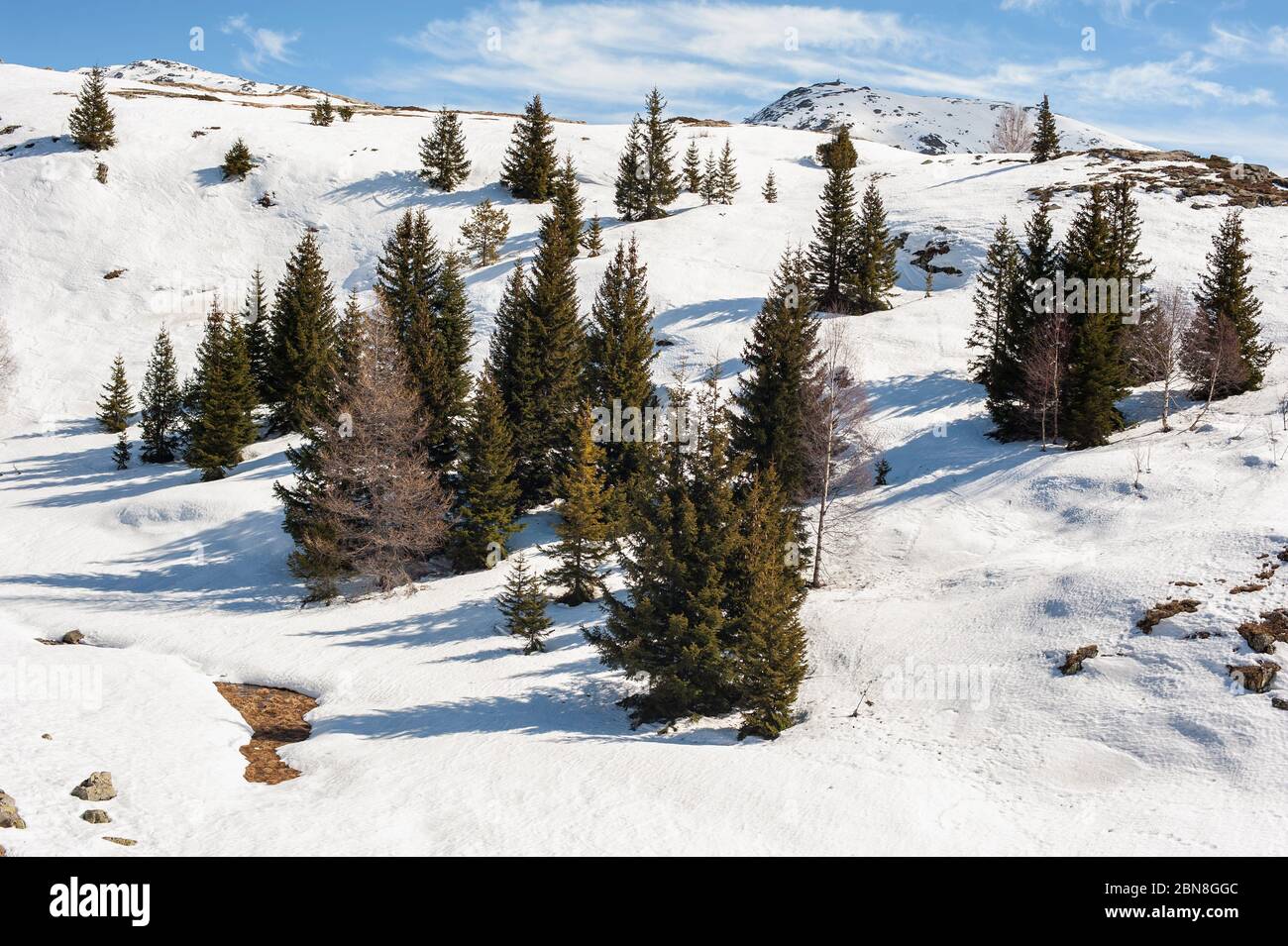 Beautiful winter nature scenic landscape with gorgeous pine and fir ...