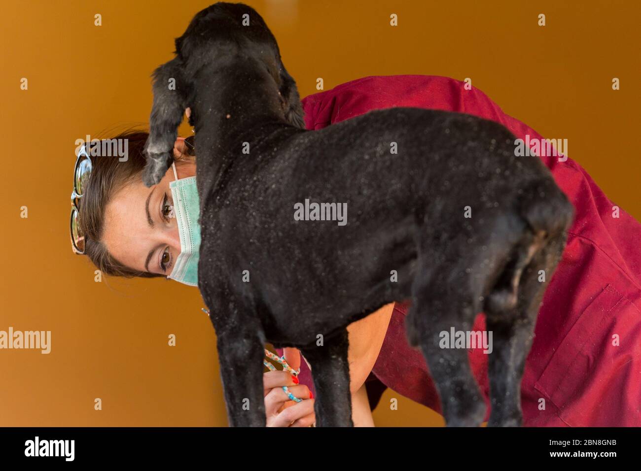 A black dog is trimmed at home by a veterinarian doctor Stock Photo - Alamy