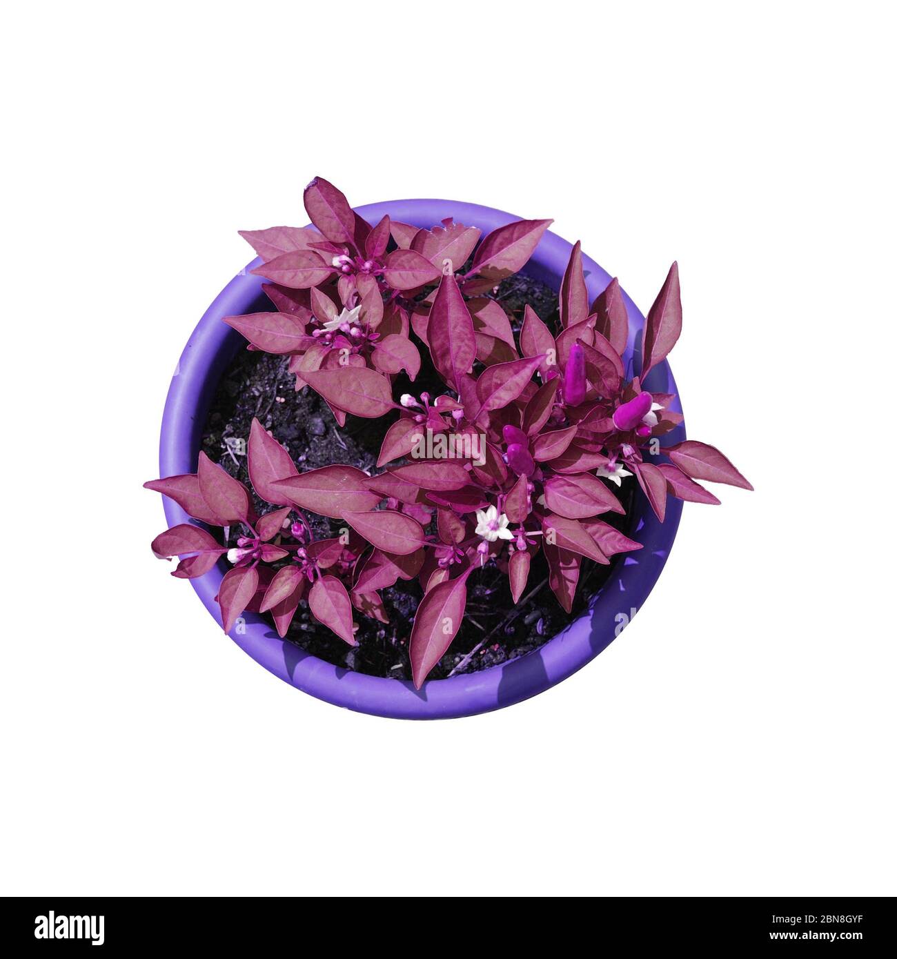 Chillis in pot hi-res stock photography and images - Alamy