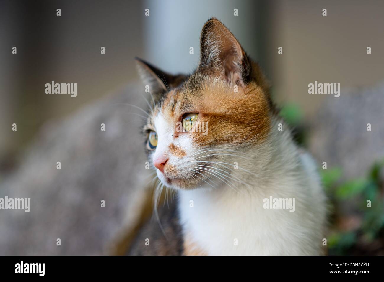 Young tabby feral cat hi-res stock photography and images - Alamy