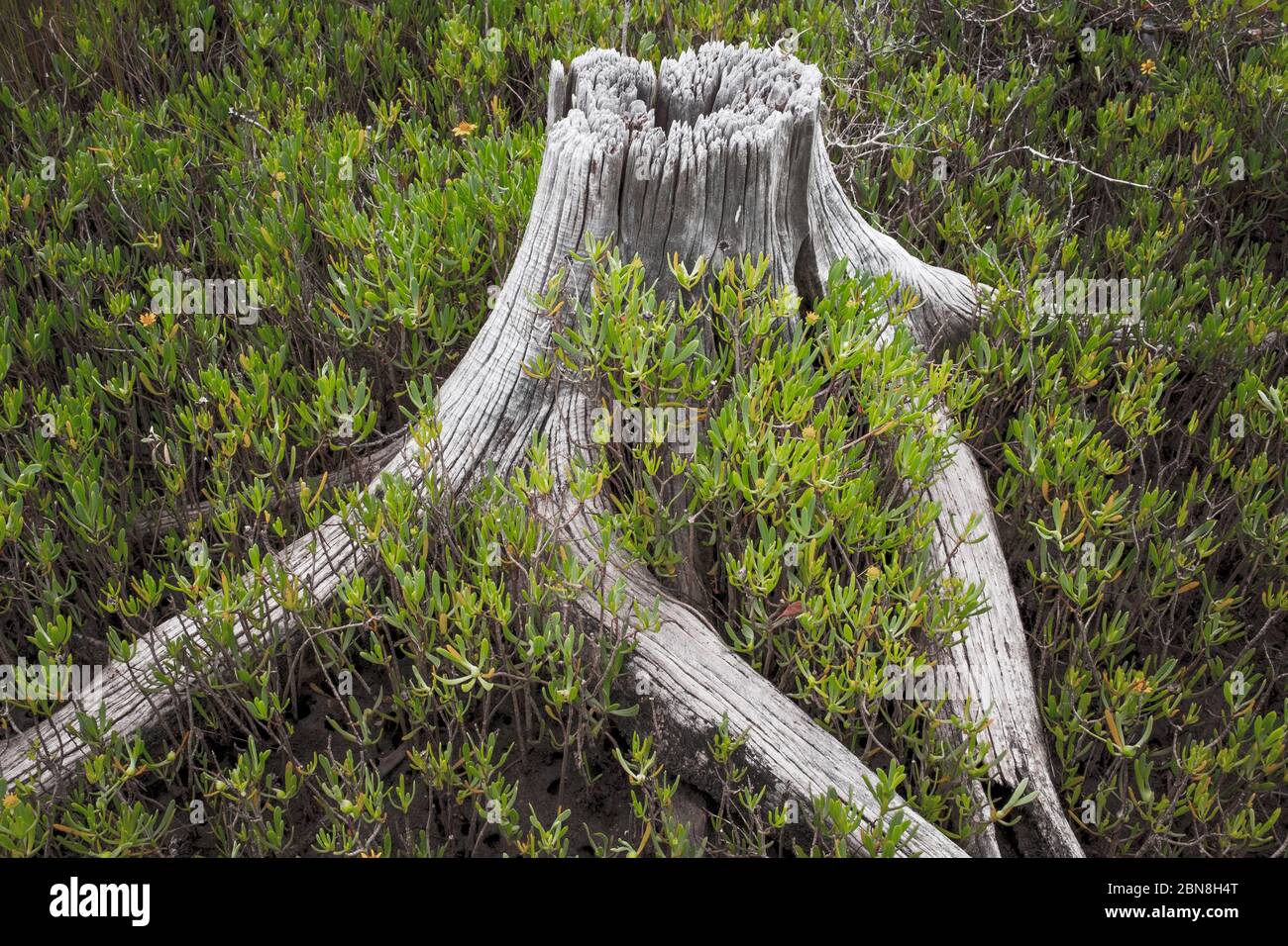 Salt marsh tree scenic landscape. Dry tree trunk and roots in Florida ...