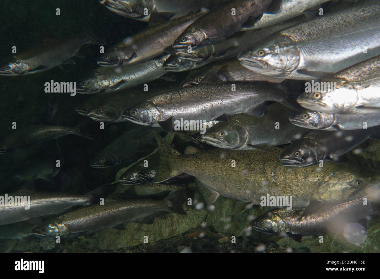 Coho salmon displaying its silver ocean colour Stock Photo - Alamy