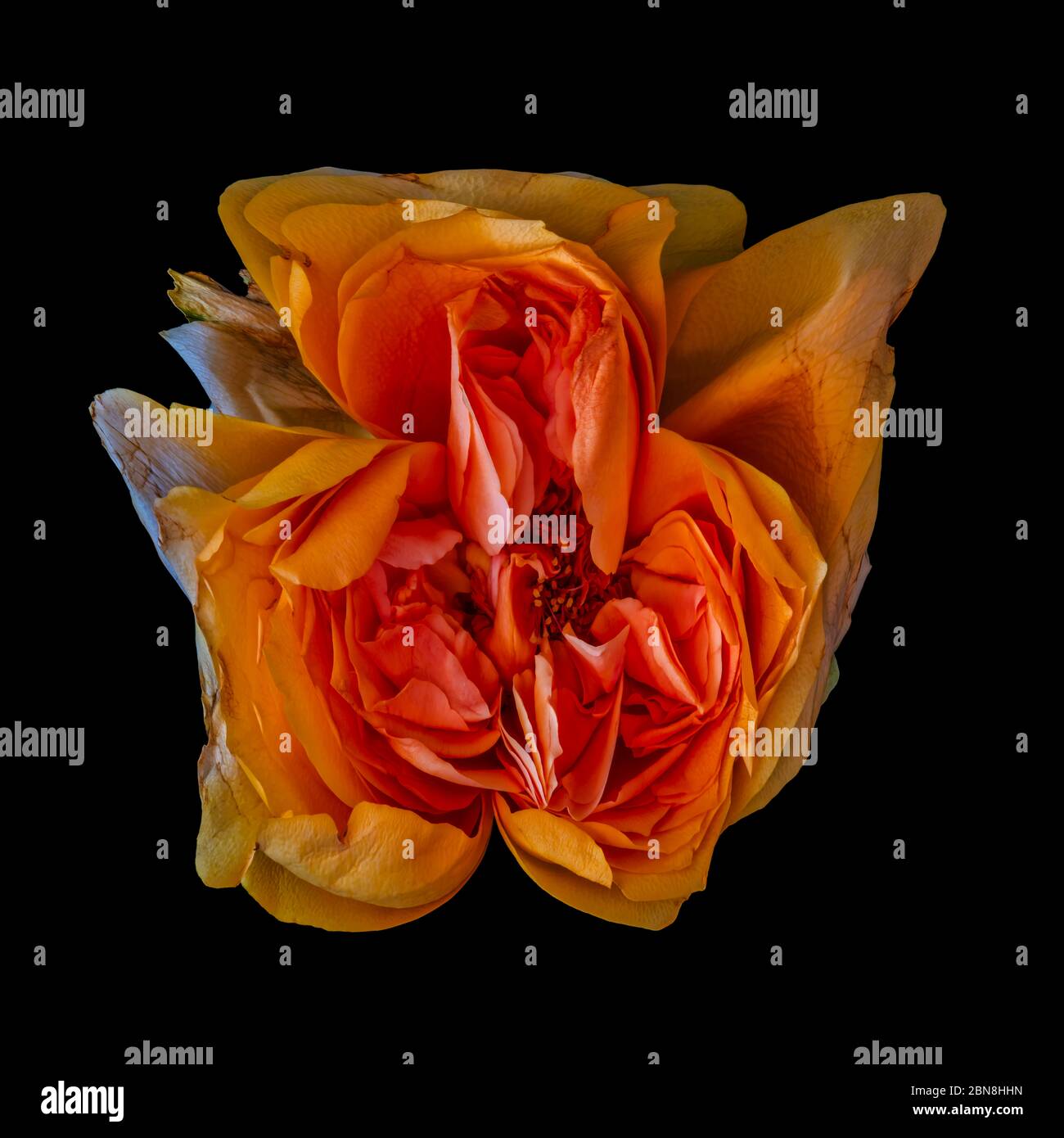 Surrealistic fading bold yellow orange rose blossom macro,vintage ...
