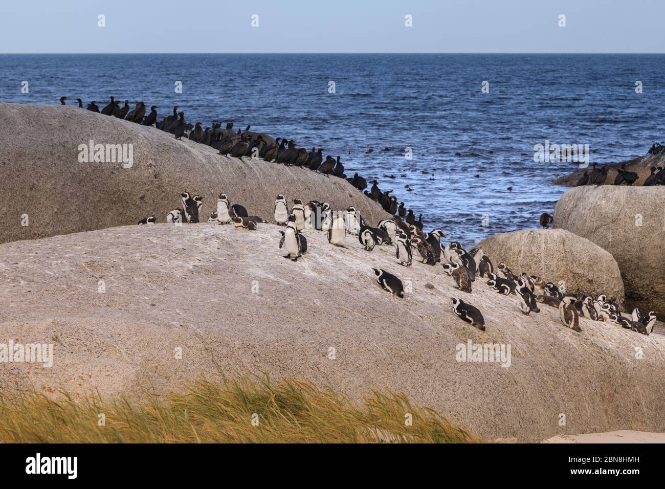 African penguins (Spheniscus demersus) and Cape cormorant or Cape shag ...