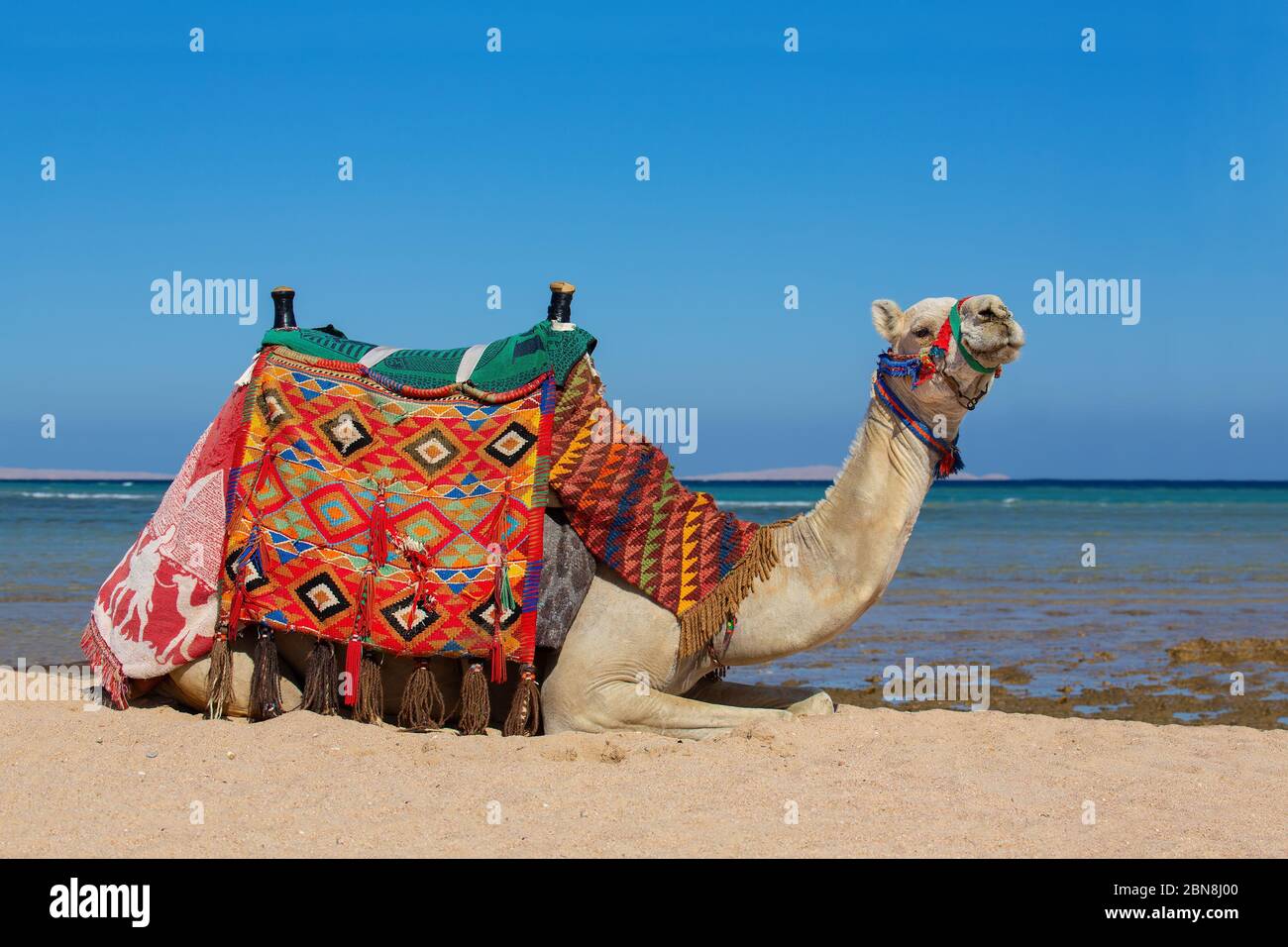 Colorful saddled camel lies at coast with sea Stock Photo - Alamy