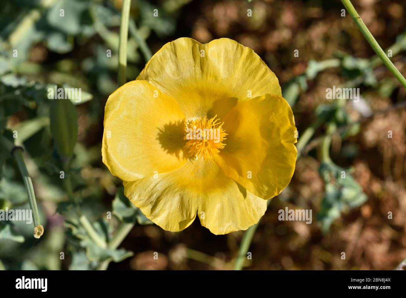 Hornpoppy hi-res stock photography and images - Alamy