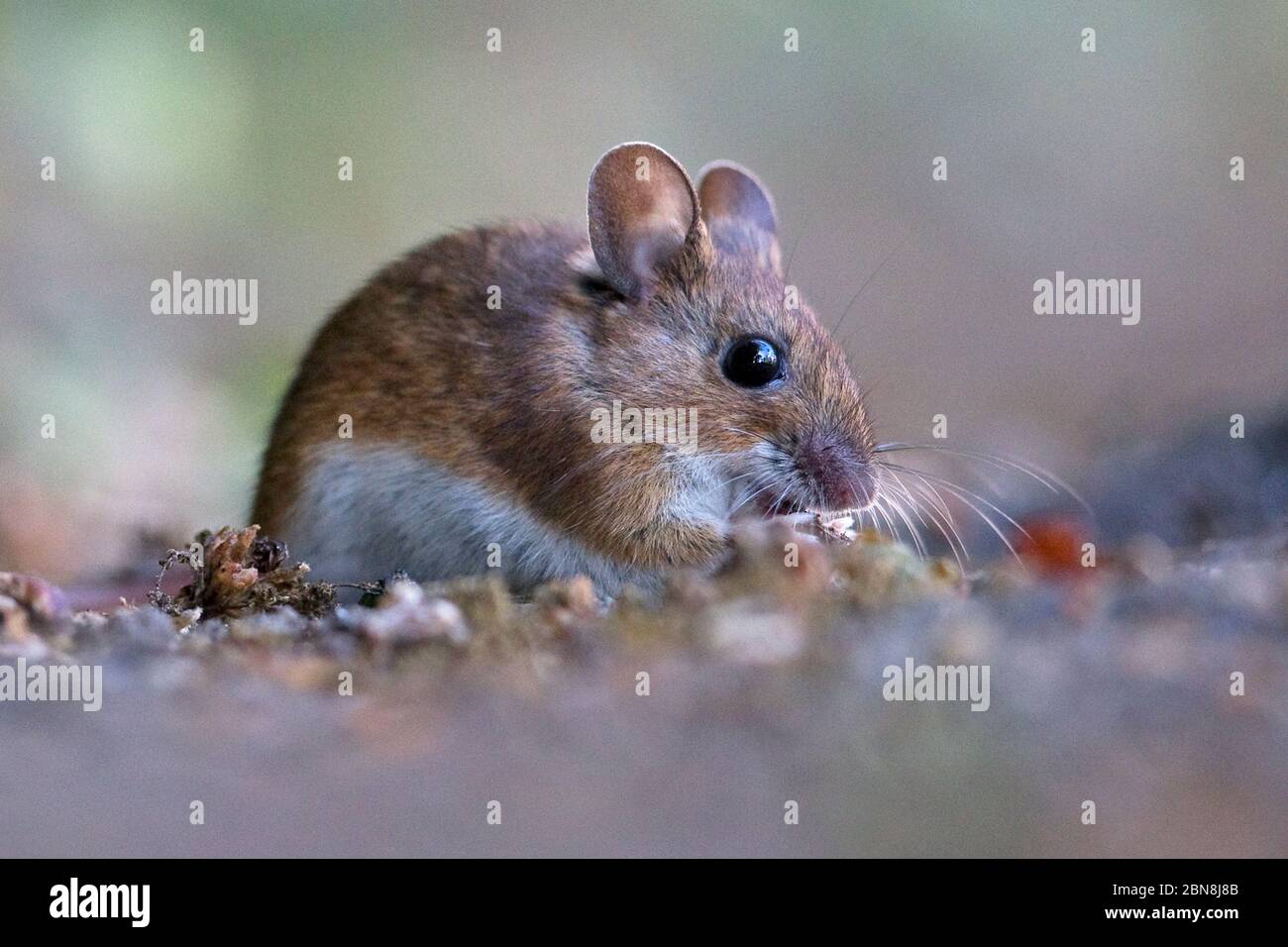 Wood Mouse (Apodemus sylvaticus Stock Photo - Alamy