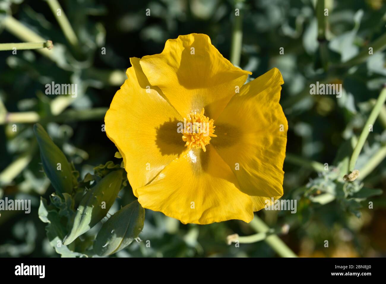 Yellow Hornpoppy High Resolution Stock Photography and Images - Alamy