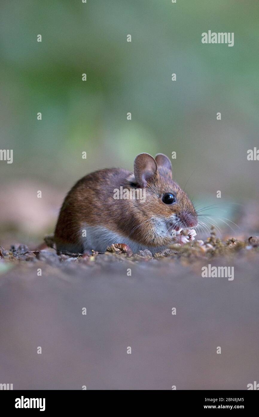 Wood Mouse (Apodemus sylvaticus Stock Photo - Alamy