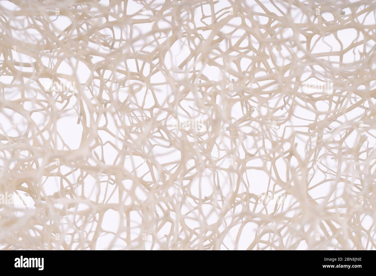 Natural sponge microscope hi-res stock photography and images - Alamy