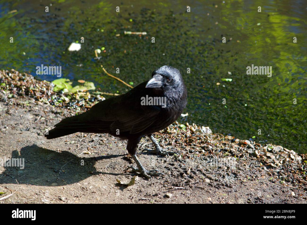 A crow at Wimbledon Common, London, UK Stock Photo - Alamy
