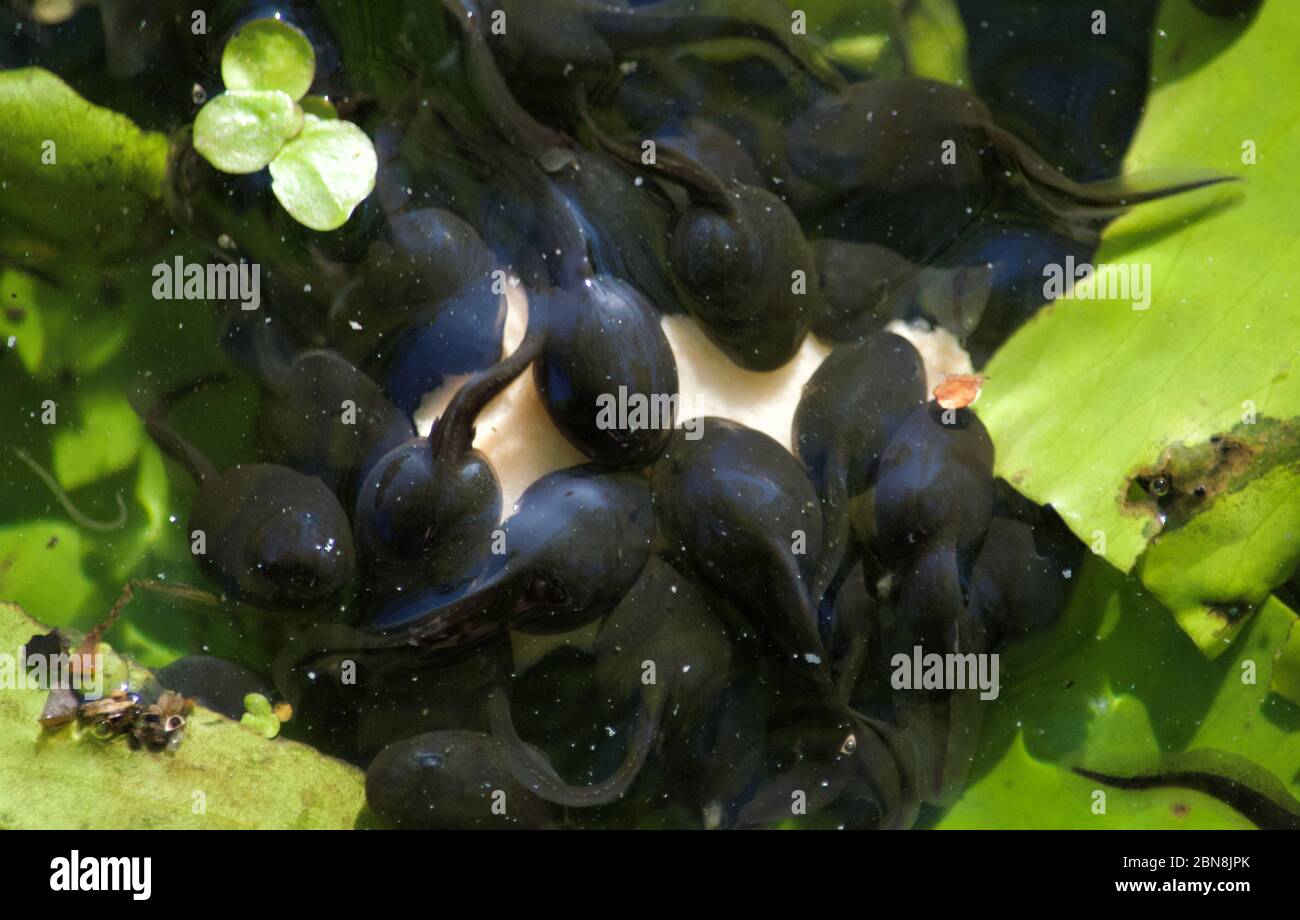 British tadpoles hi-res stock photography and images - Alamy