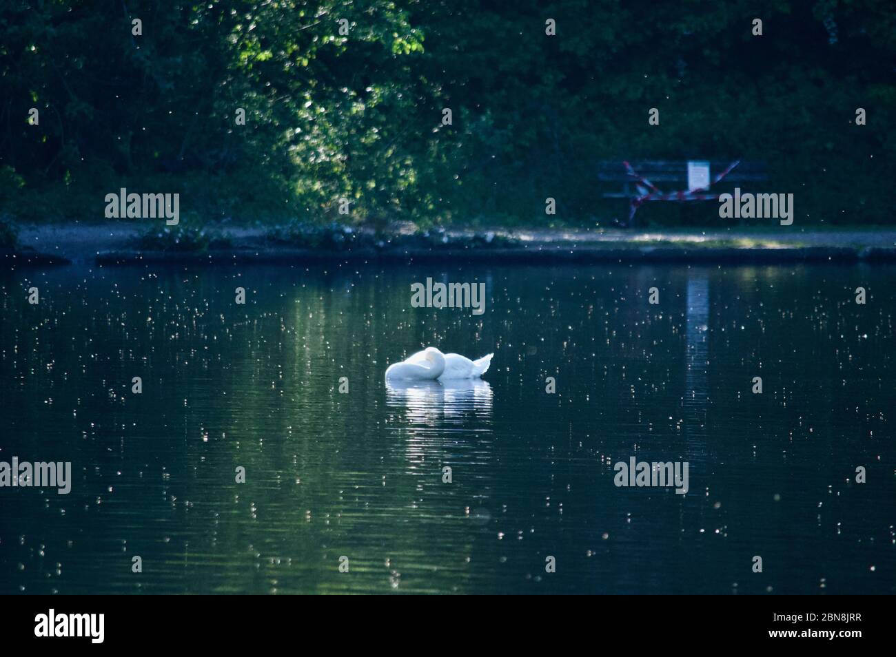 A swan on Queensmere pond at Wimbledon Common, London, UK Stock Photo ...