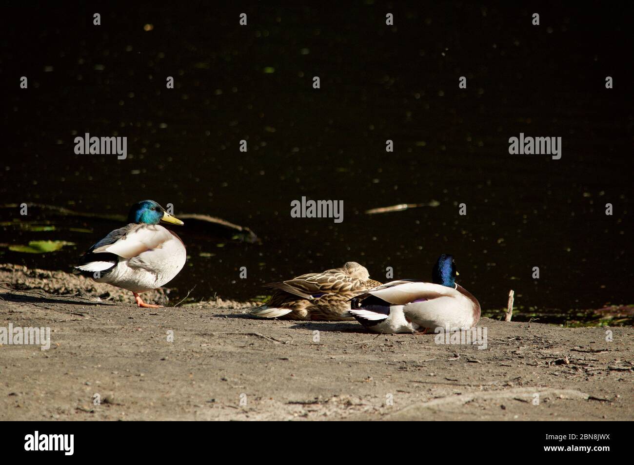 Common ducks britain hi-res stock photography and images - Alamy