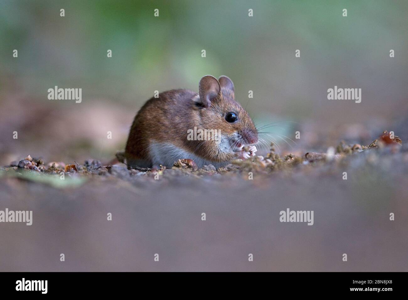 Wood Mouse (Apodemus sylvaticus Stock Photo - Alamy