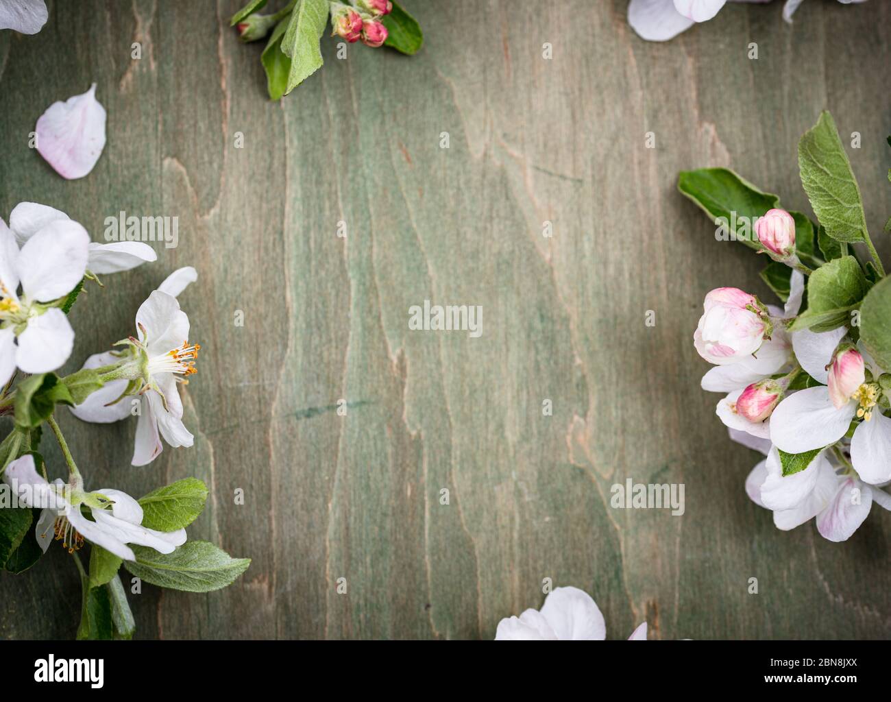 Blooming apple tree. Spring background Stock Photo - Alamy