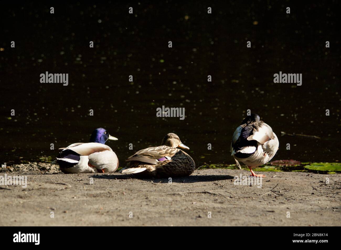 Common british ducks hi-res stock photography and images - Alamy