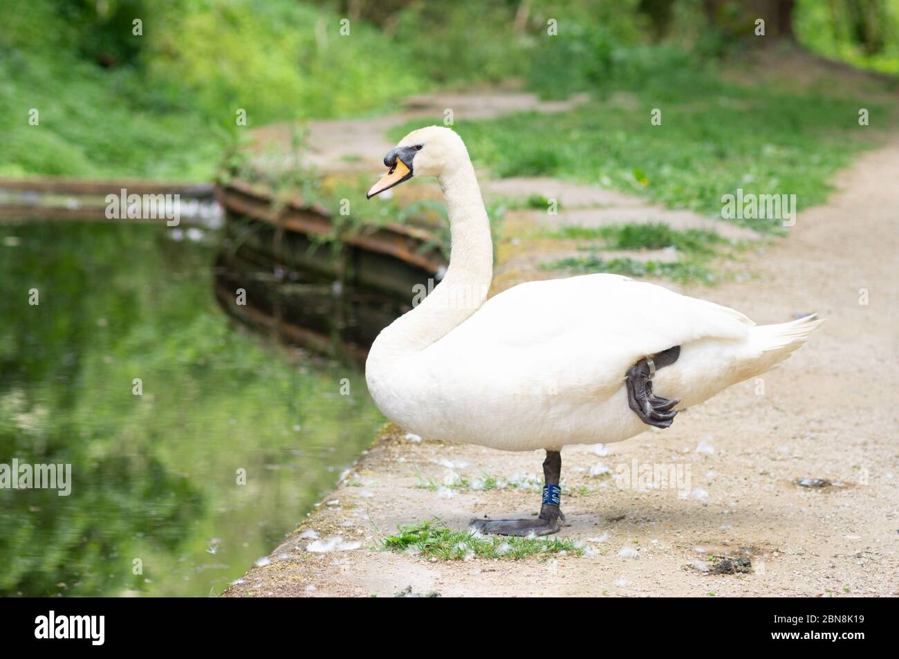 Swan standing hi-res stock photography and images - Alamy