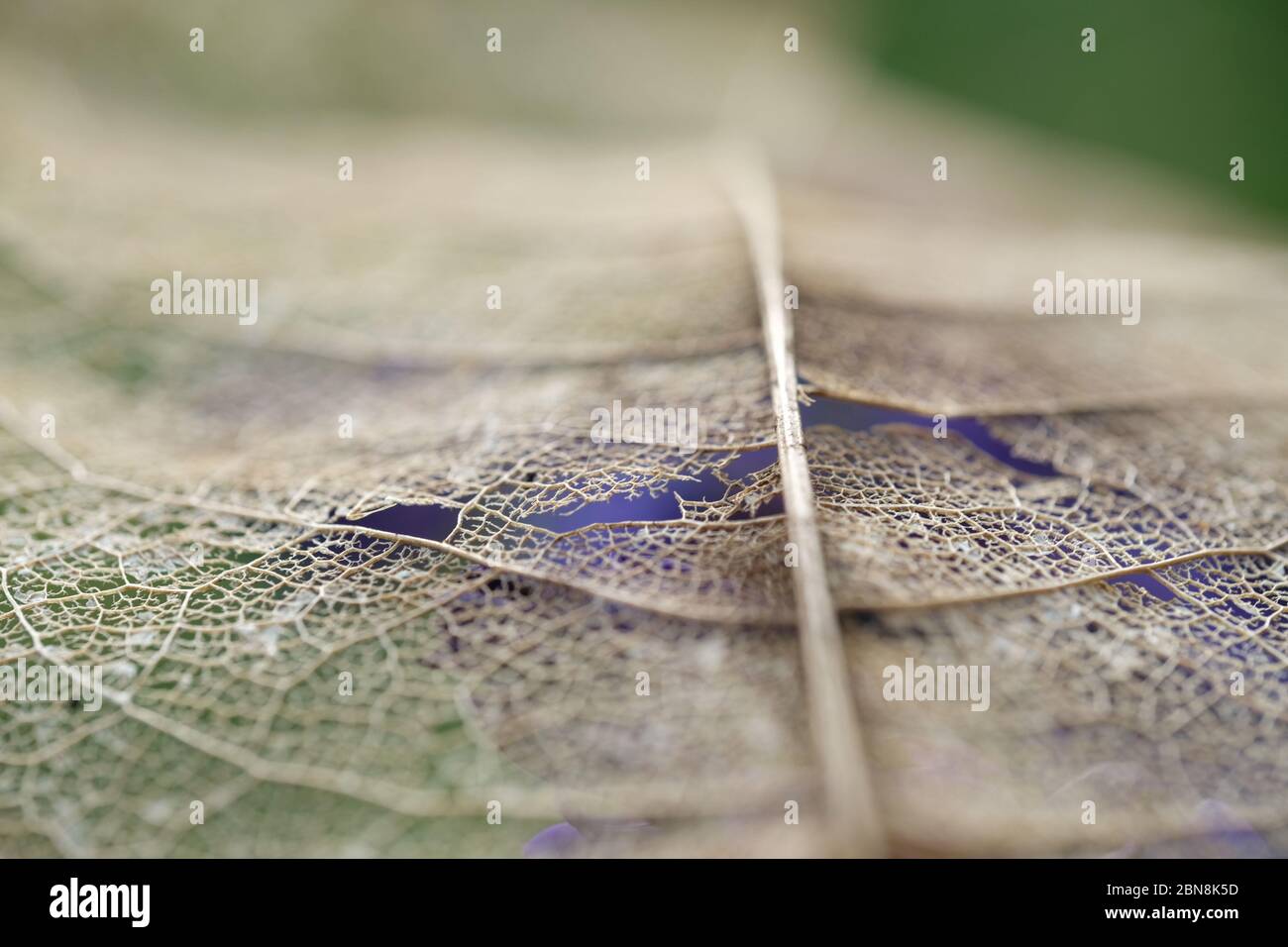 Skeleton closeup hi-res stock photography and images - Alamy