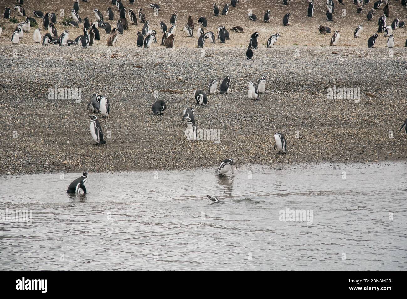 Magellanic Penguins at the Martillo Island, Beagle Channel, Ushuaia ...